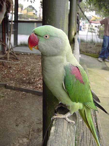 A Parrots Cove: Houston's Destination for Bird Lovers