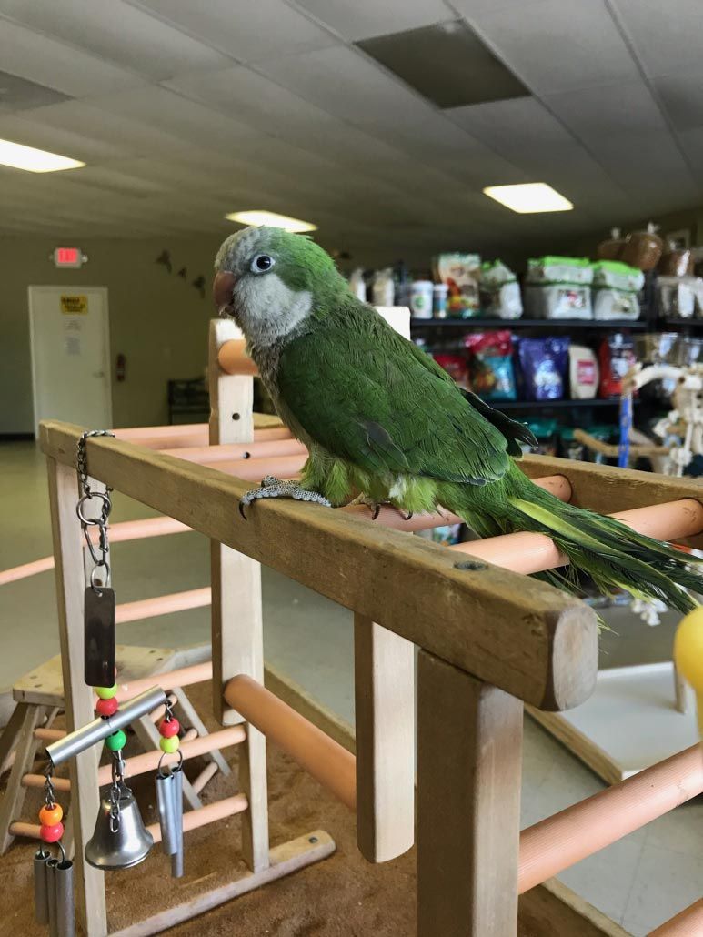 A Parrots Cove Gallery: A Visual Journey into Our Avian Paradise