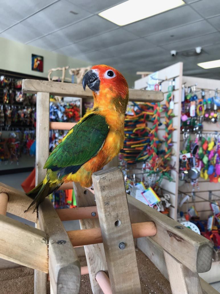 A Parrots Cove Gallery: A Visual Journey into Our Avian Paradise