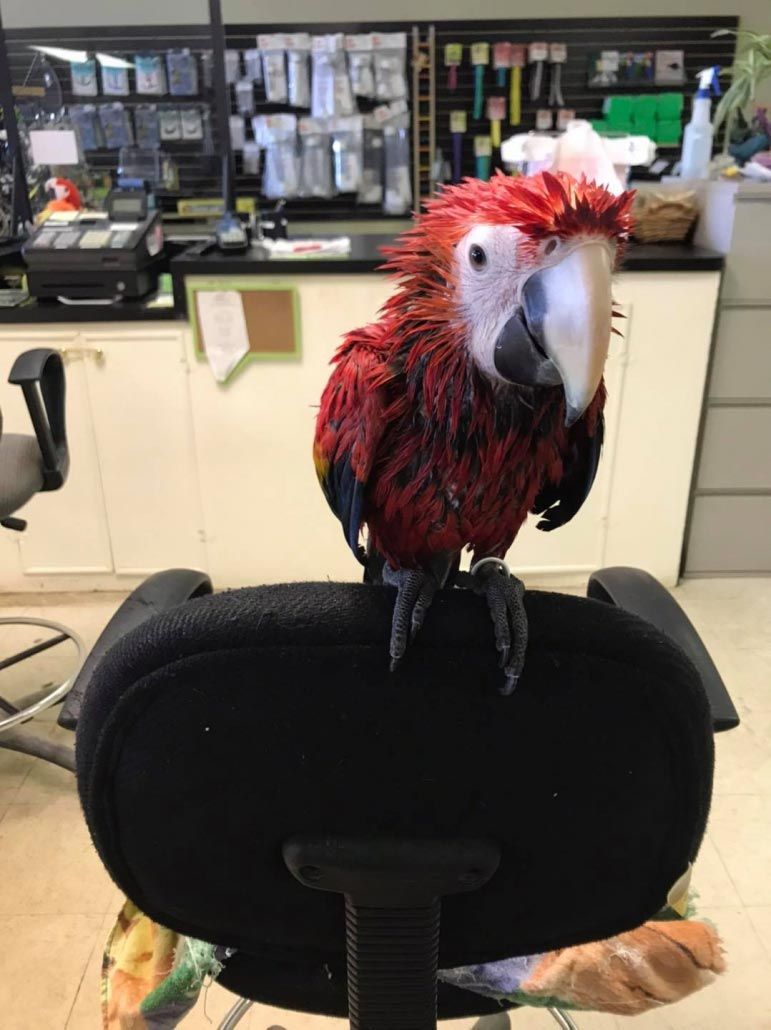 A Parrots Cove Gallery: A Visual Journey into Our Avian Paradise
