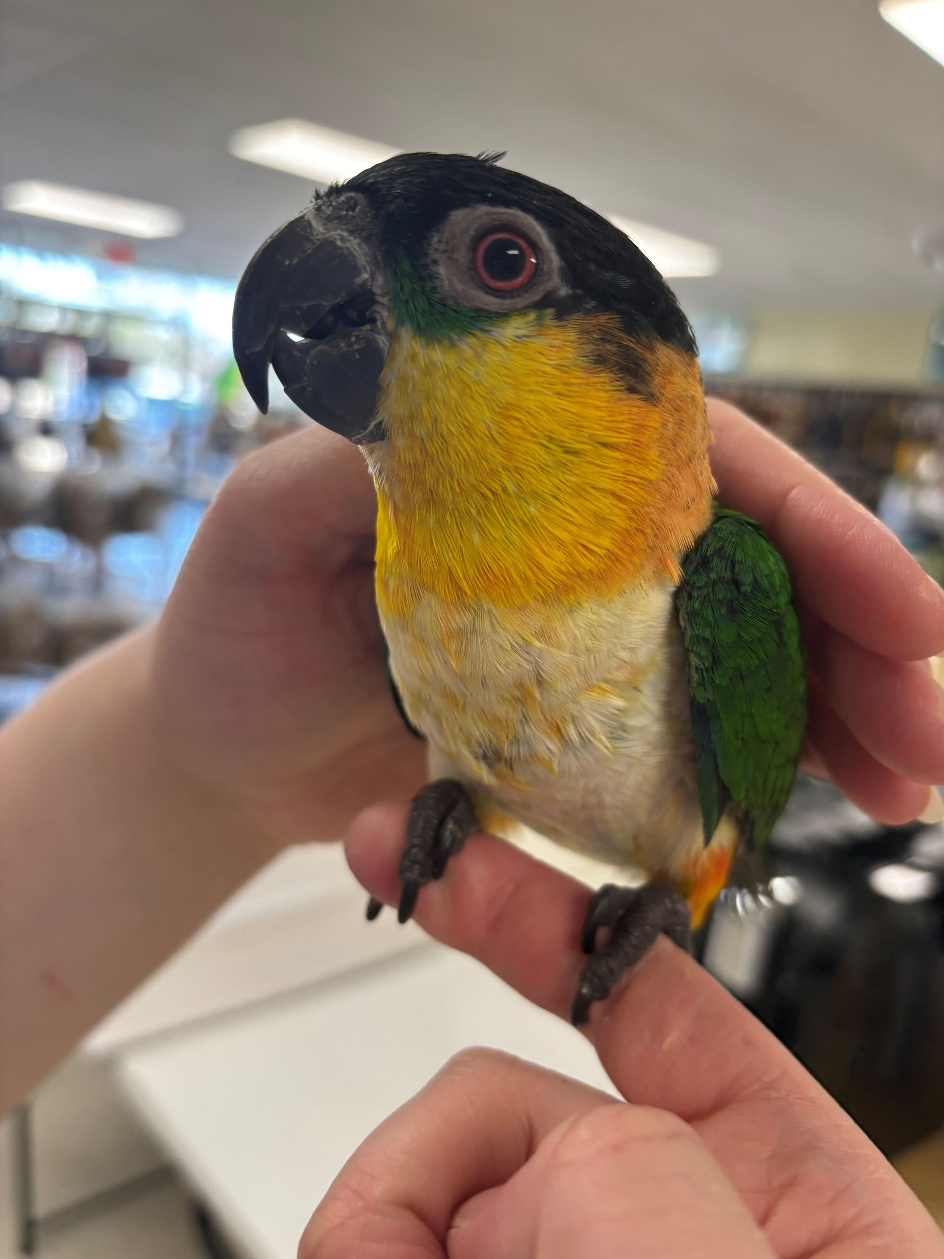A Parrots Cove Nursery: Premium Bird Care & Supplies in Houston
