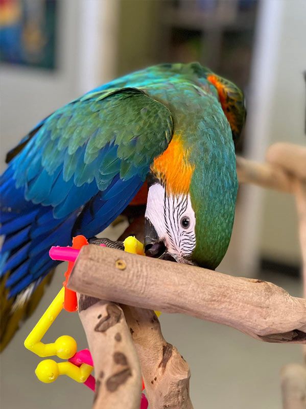 A Parrots Cove Gallery: A Visual Journey into Our Avian Paradise