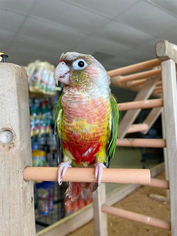 A Parrots Cove Nursery: Premium Bird Care & Supplies in Houston