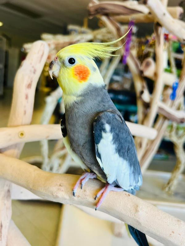 A Parrots Cove Nursery: Premium Bird Care & Supplies in Houston