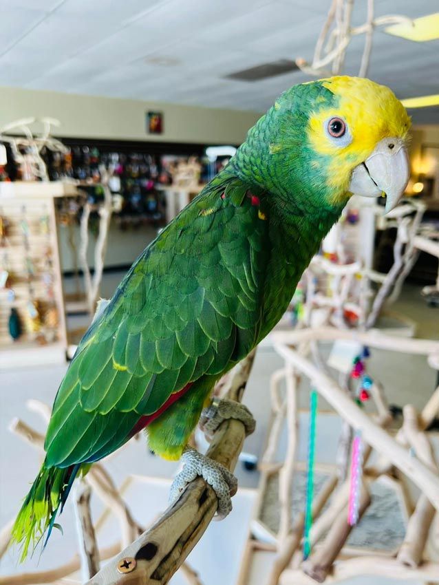 A Parrots Cove Gallery: A Visual Journey into Our Avian Paradise