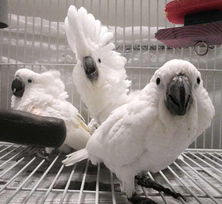 A Parrots Cove Gallery: A Visual Journey into Our Avian Paradise