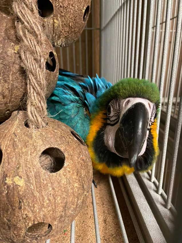 A Parrots Cove Gallery: A Visual Journey into Our Avian Paradise