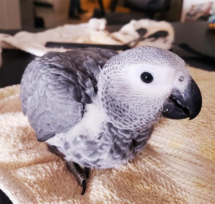 Boarding & Grooming at A Parrots Cove: Pamper Your Feathered Friend