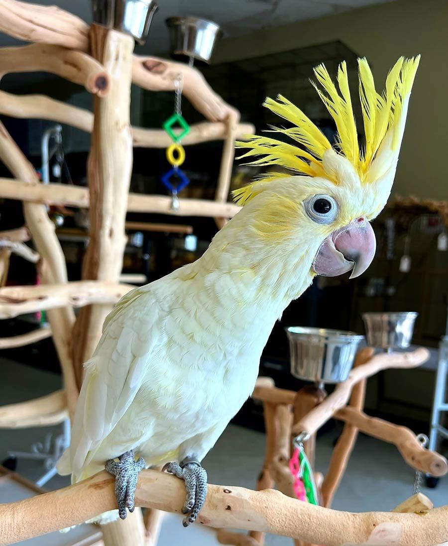 A Parrots Cove Gallery: A Visual Journey into Our Avian Paradise