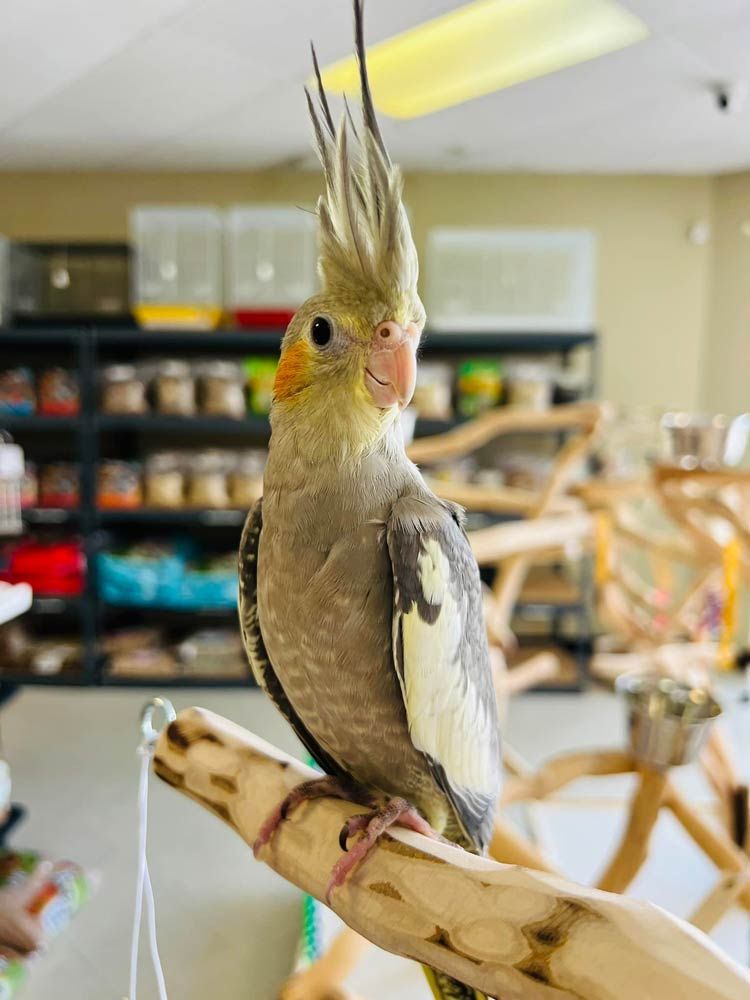 A Parrots Cove Gallery: A Visual Journey into Our Avian Paradise