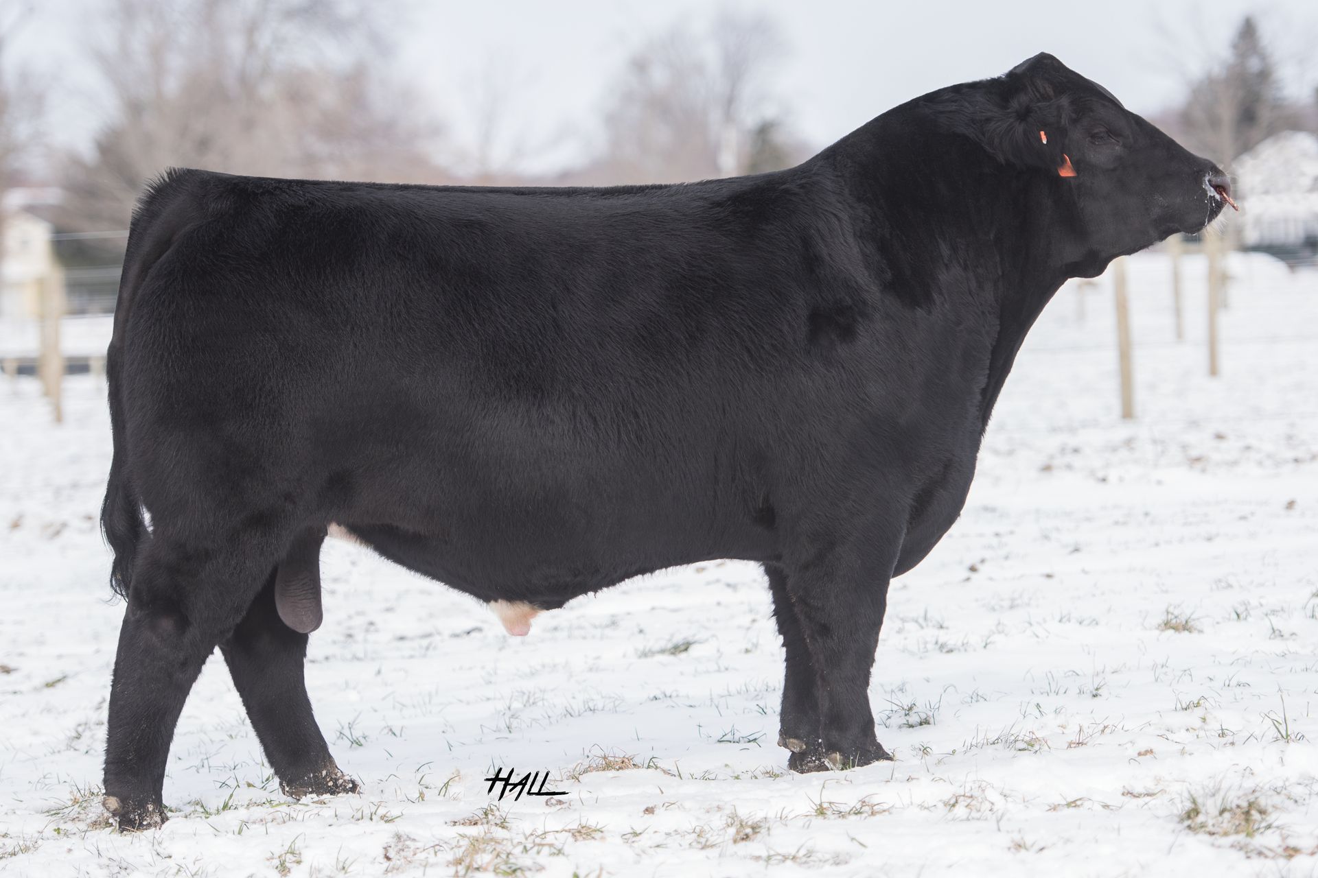 Ferguson Cattle Company | Simmental and Angus Cattle