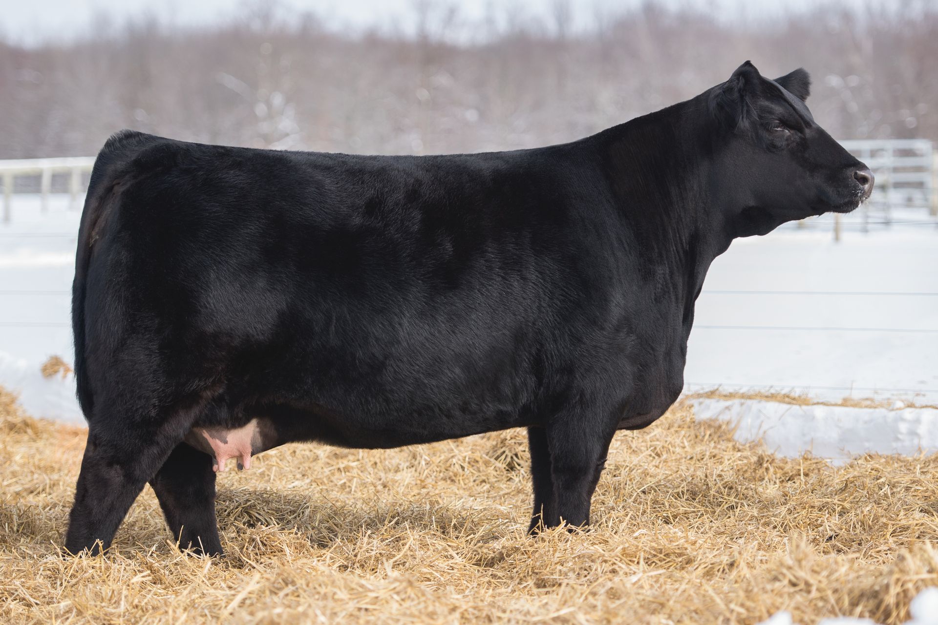 Ferguson Cattle Company | Simmental and Angus Cattle