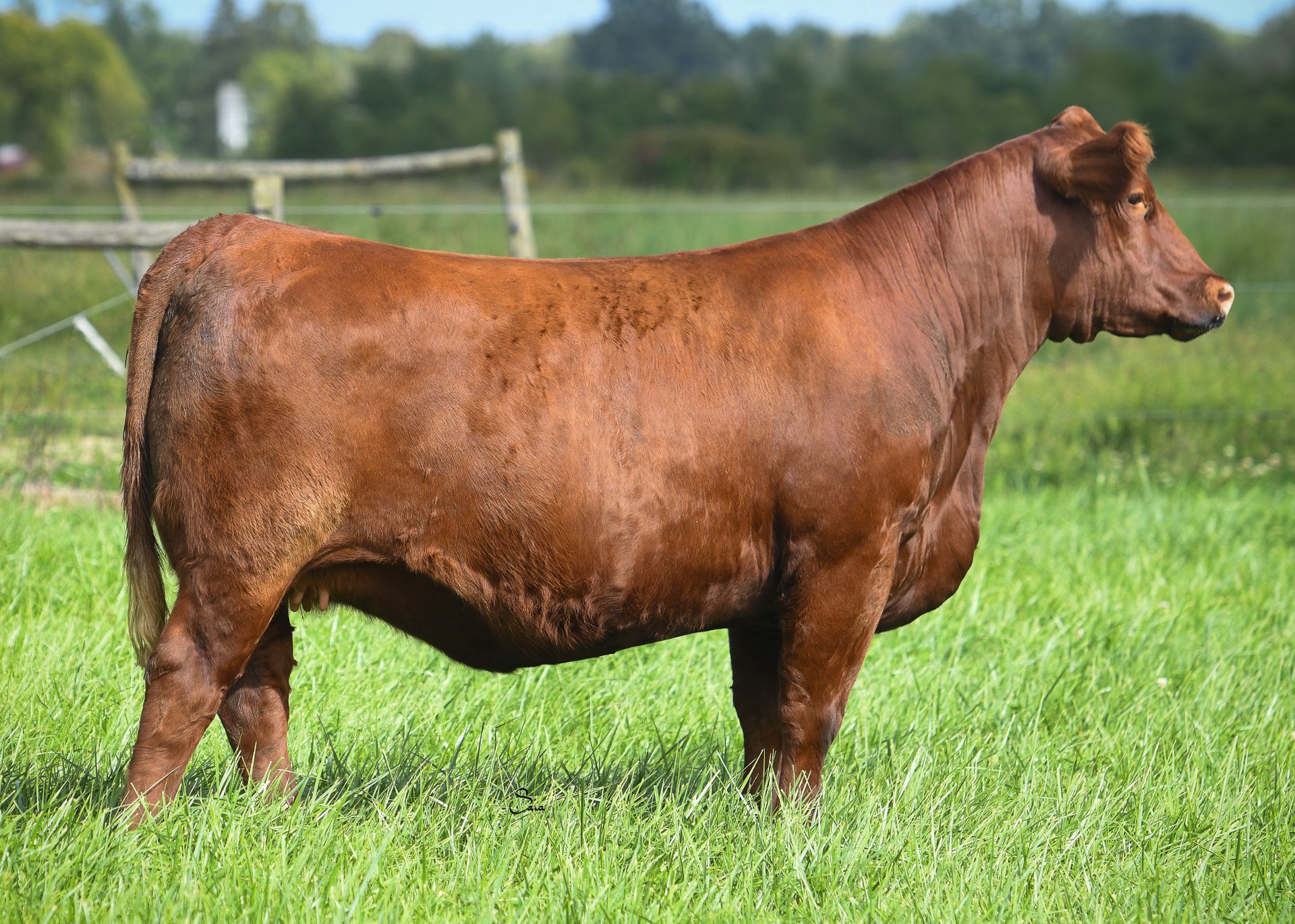 Ferguson Cattle Company | Simmental and Angus Cattle