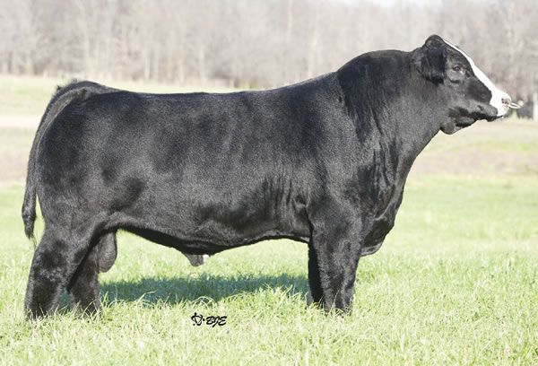 Ferguson Cattle Company | Simmental and Angus Cattle