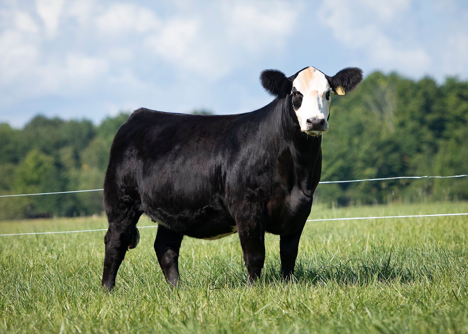 Ferguson Cattle Company | Simmental and Angus Cattle