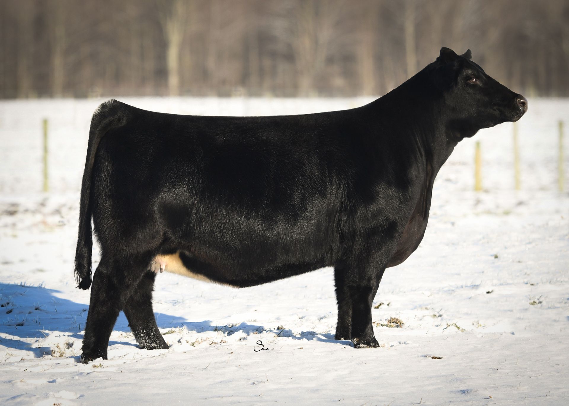 Ferguson Cattle Company | Simmental and Angus Cattle