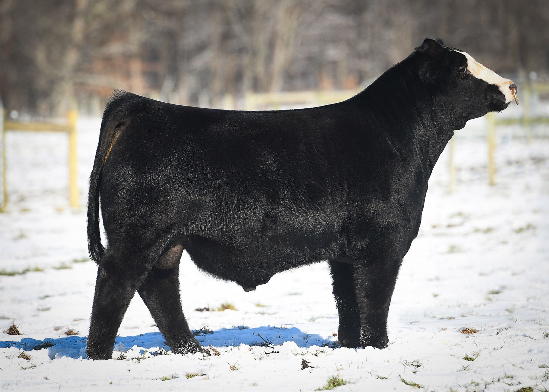 Ferguson Cattle Company | Simmental and Angus Cattle