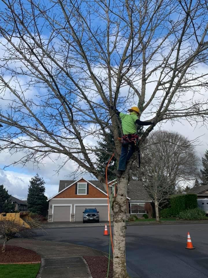Tree Services | Lake Oswego, OR | Gold Tooth Gorilla Tree