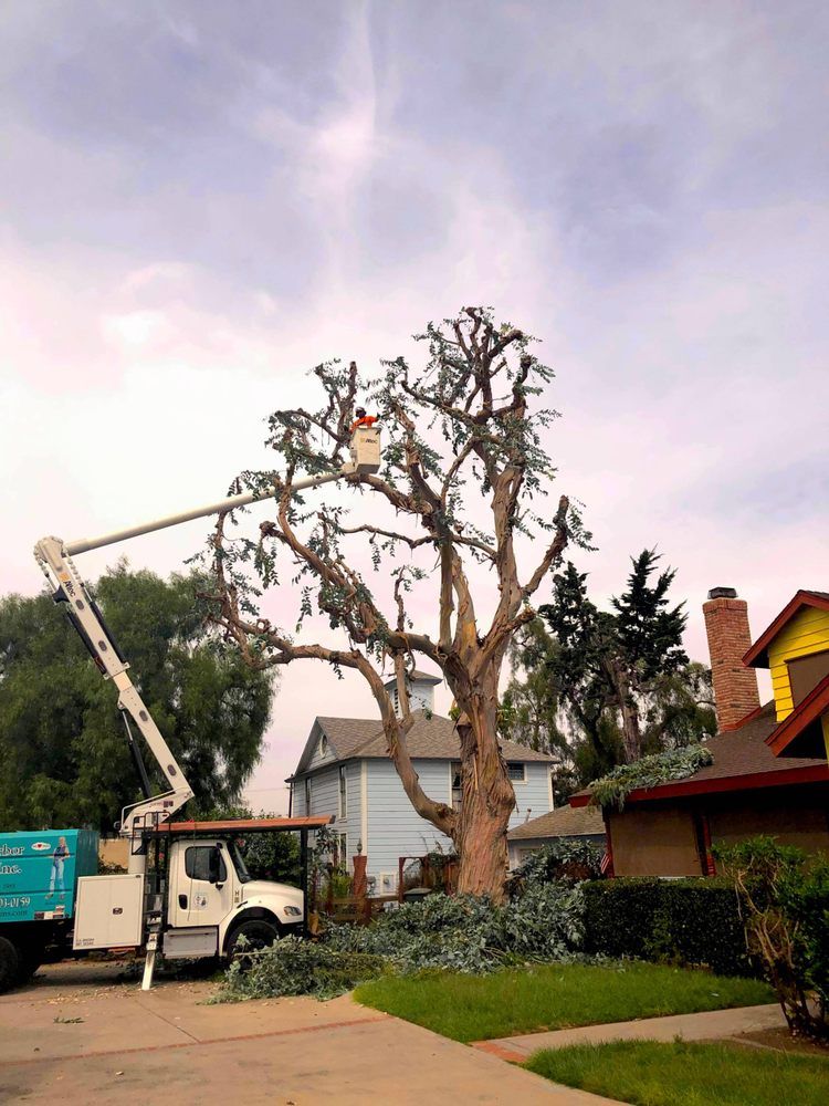Artistic Arbor Gardens Inc | San Diego's #1 Tree Service Company