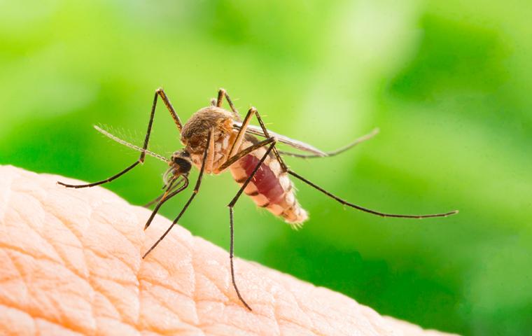 Pest Control Service Baton Rouge, LA - Professional Pest Exterminators ...