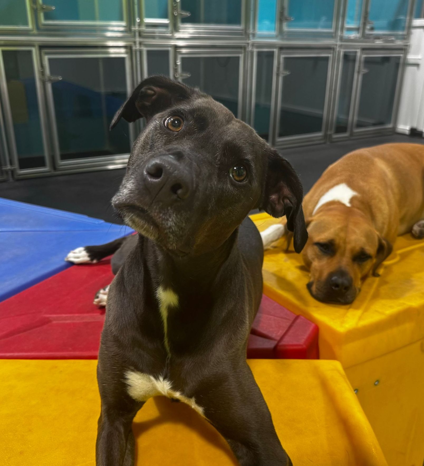 Balancing Play and Rest: How Dogs R Dope Ensures Emotional Well-Being ...