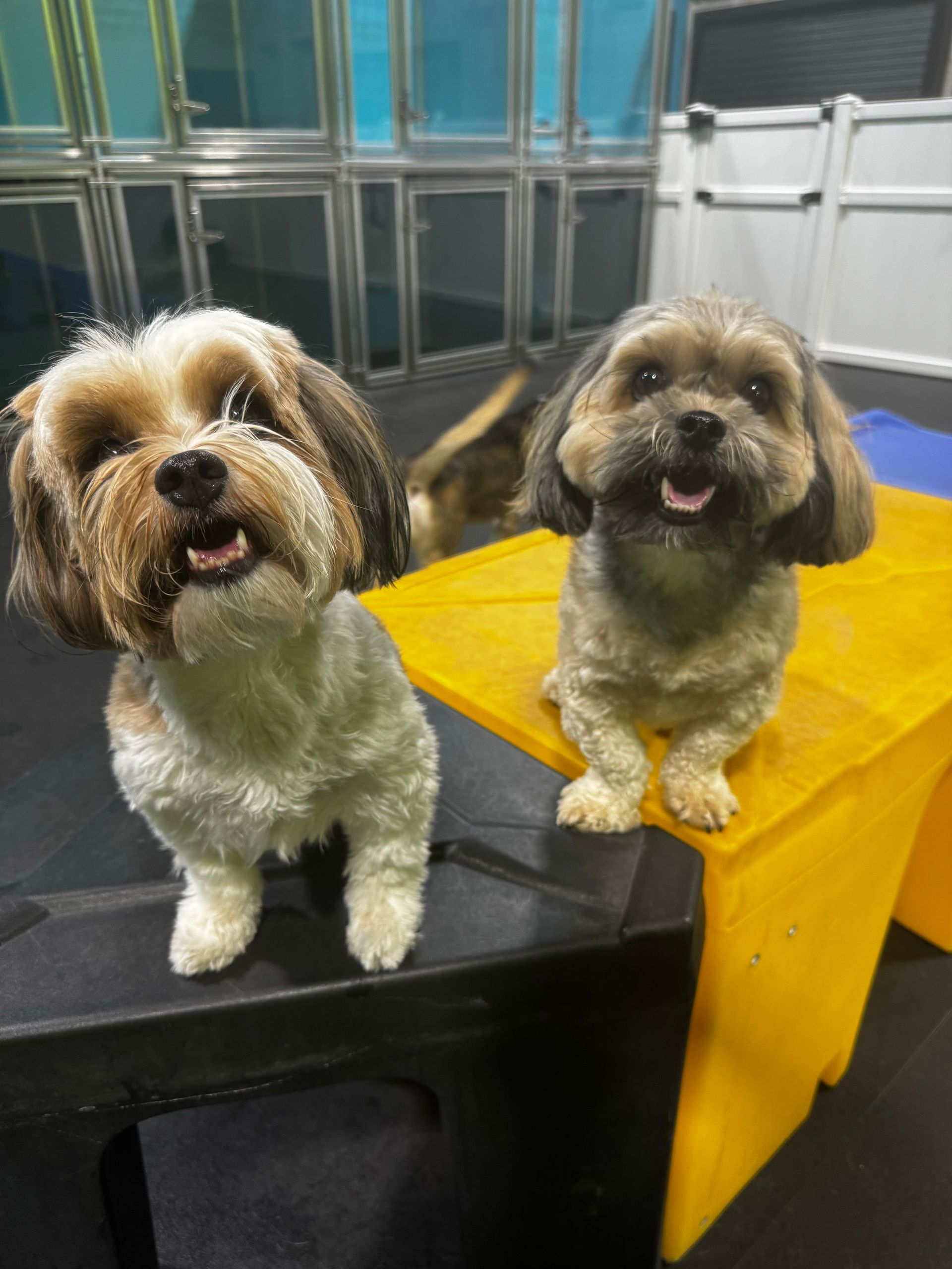 Top Dog Daycare | Dogs R Dope | About Us