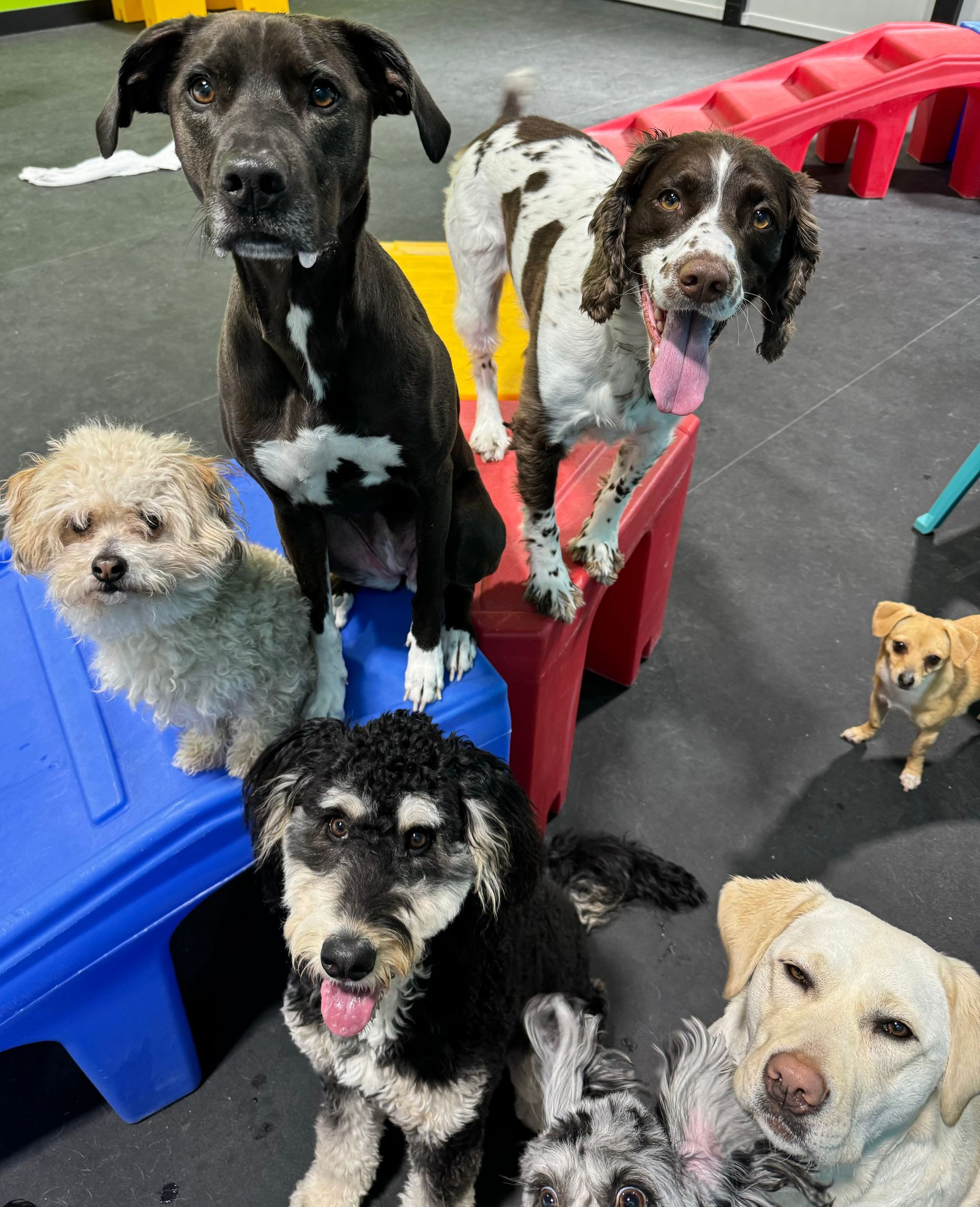 Top Dog Daycare | Dogs R Dope | About Us