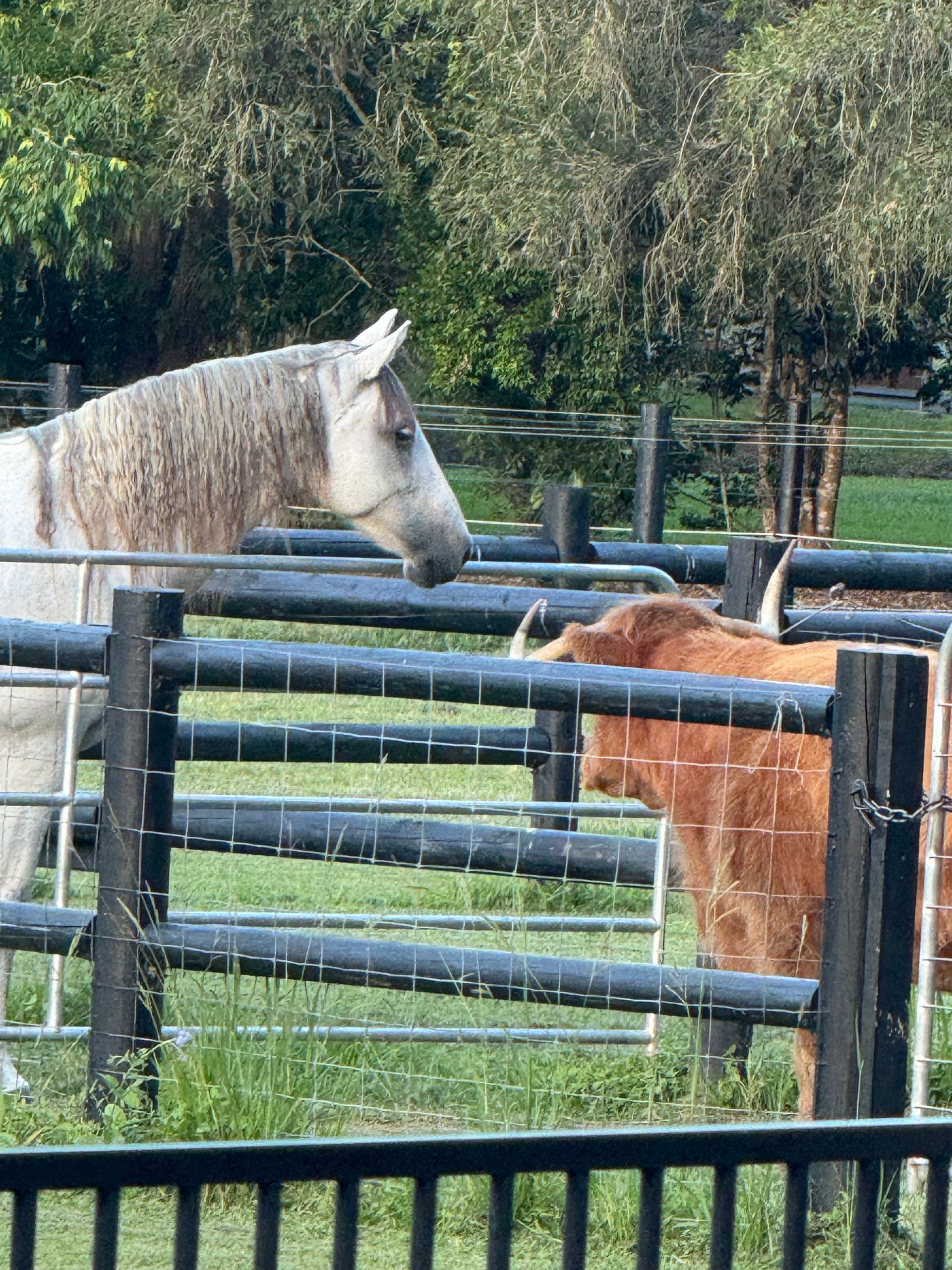 Meet Our Farm Animals | Highland Cows & Horses at Bexland Noosa