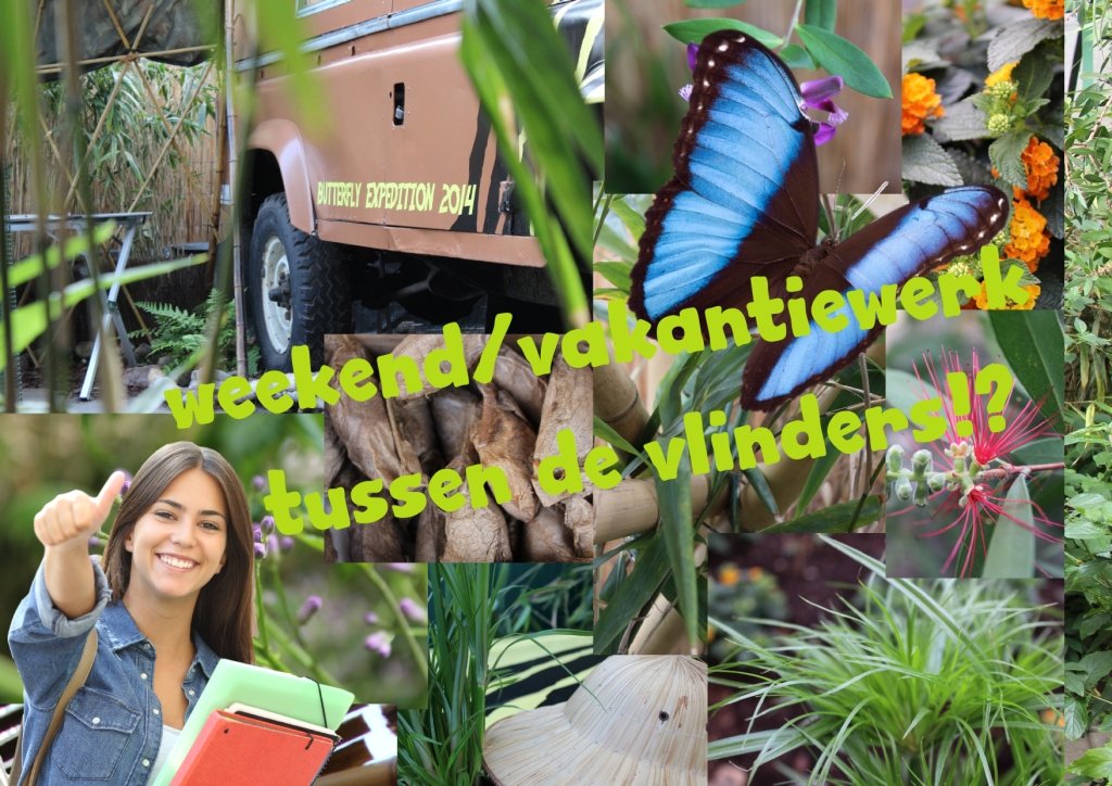 Vlindersafari Tropische Vlindertuin Gemert