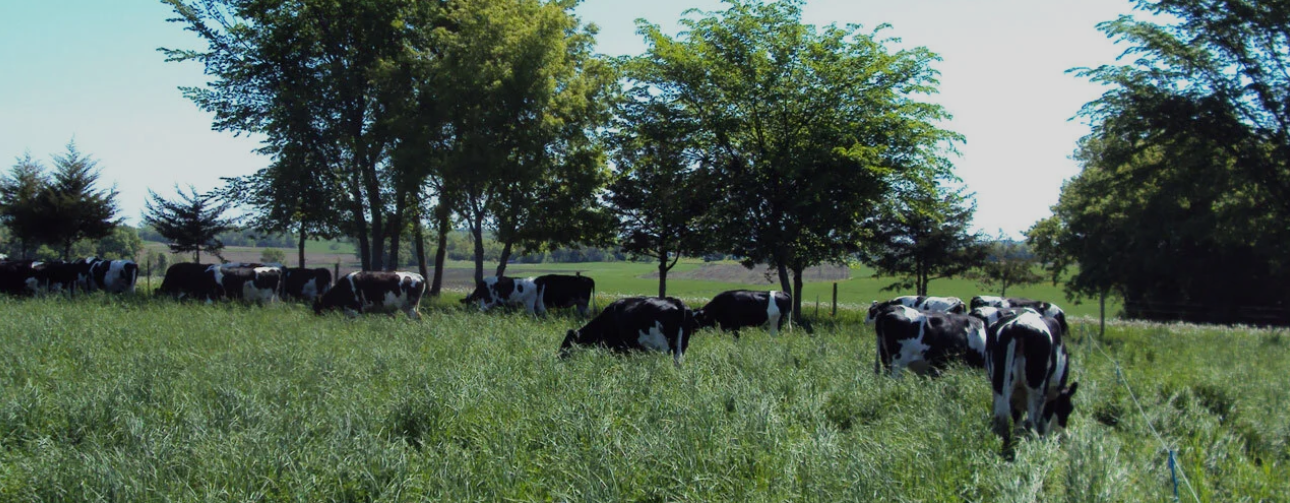 Grazer Spotlight: Jerry Ford