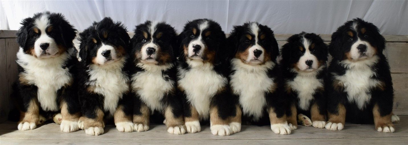Berner Sennen honden from Bri-Jos Home