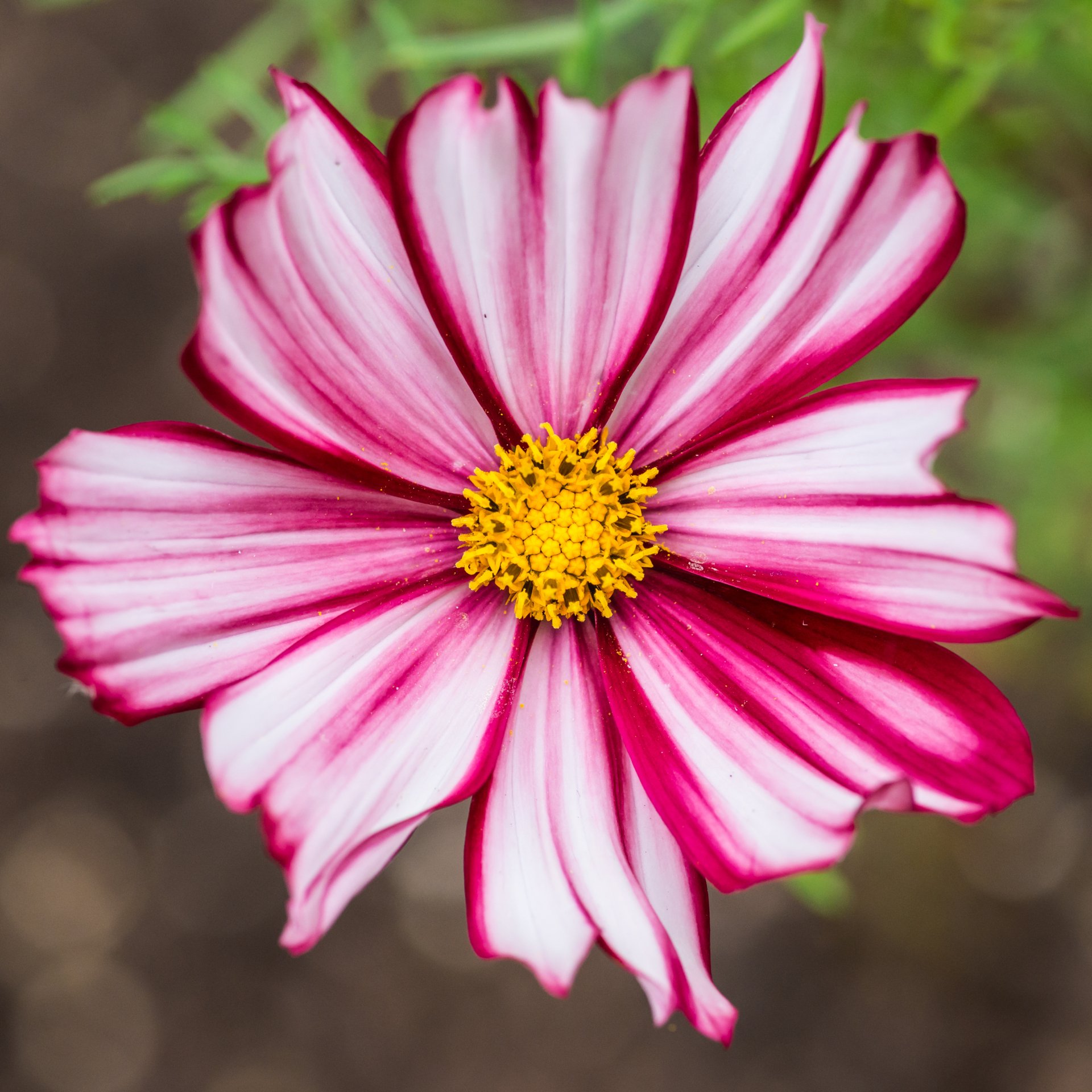 How to grow Cosmos | Growing Guides from Collie Flowers