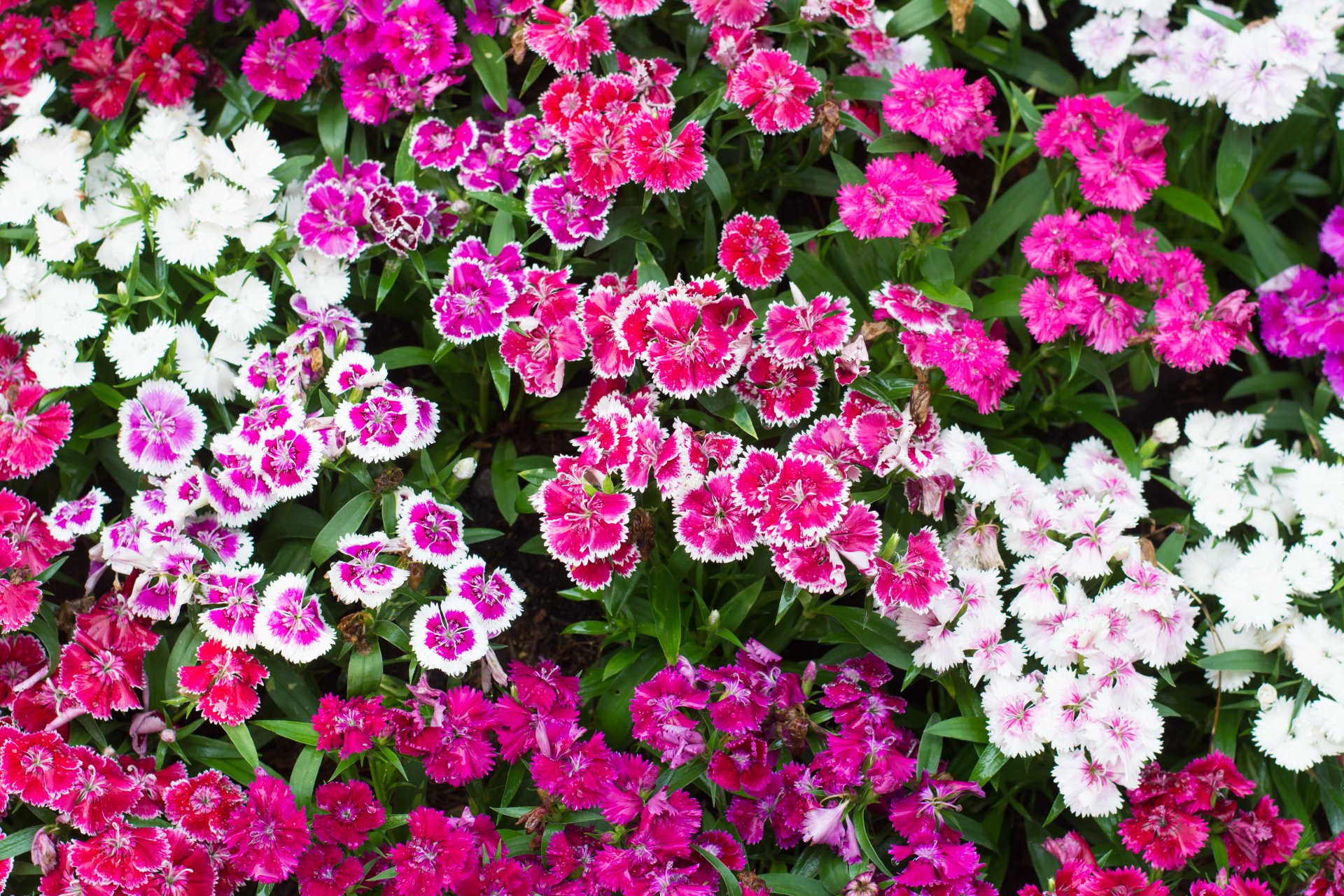 How to grow Dianthus | Growing Guides from Collie Flowers