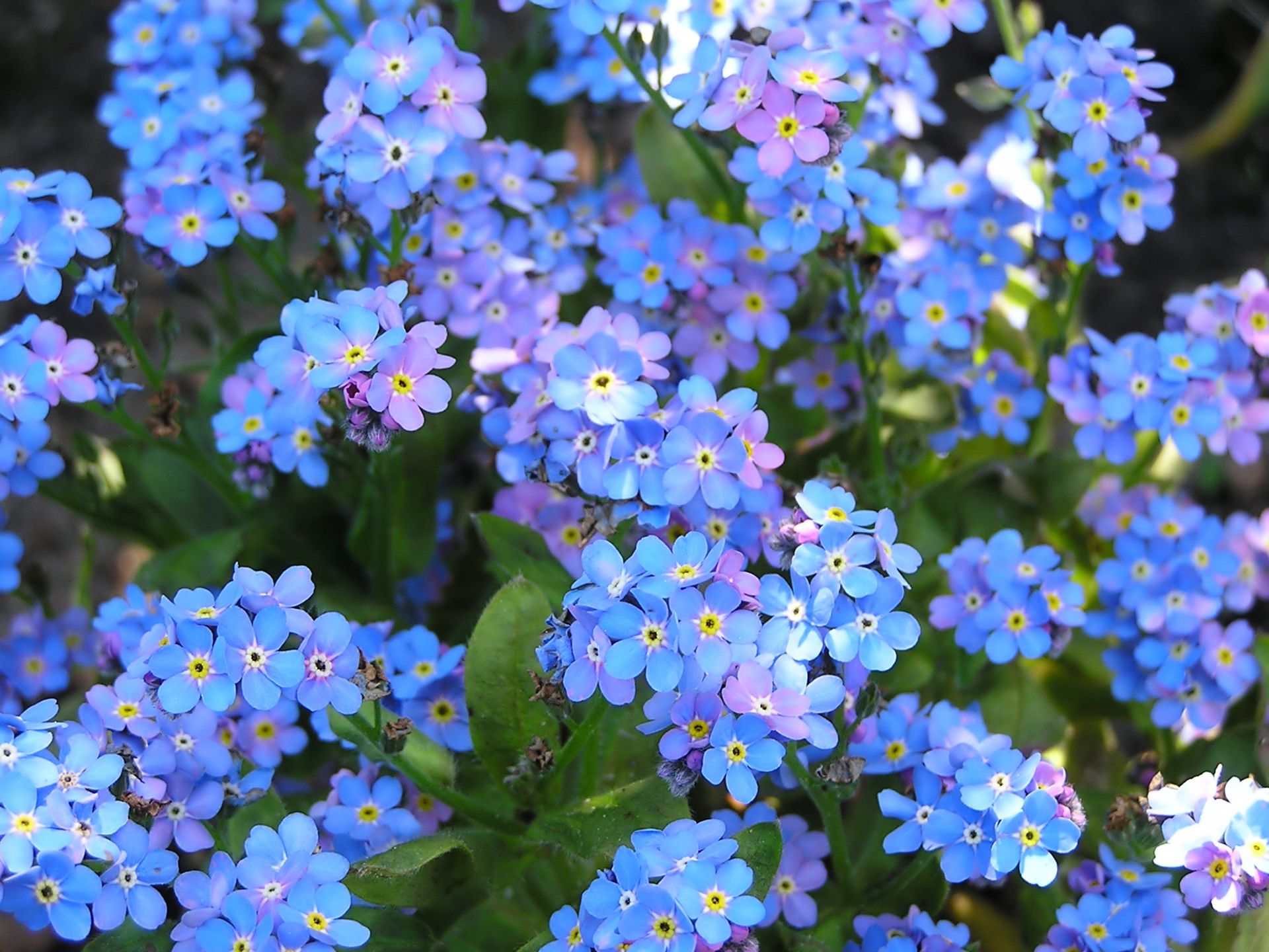How to grow Forget Me Nots | Growing Guides from Collie Flowers
