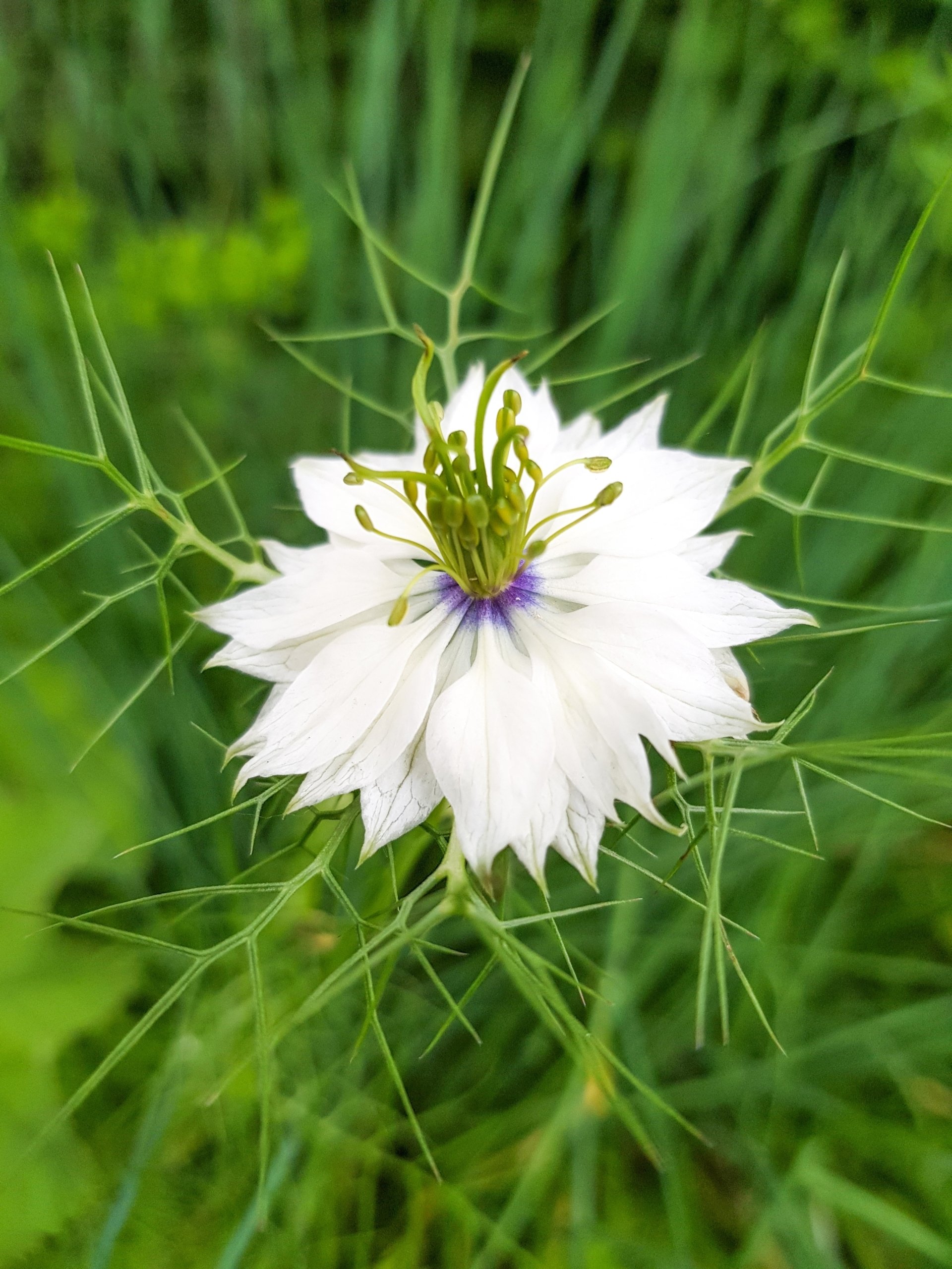 Flower Growing Guides