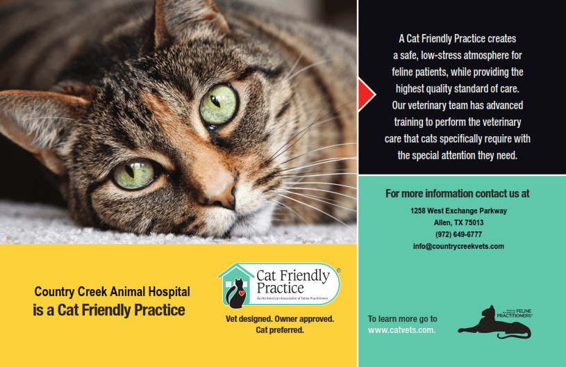 Cat or Kitten Wellness Exam Allen, TX | Cat Check Up