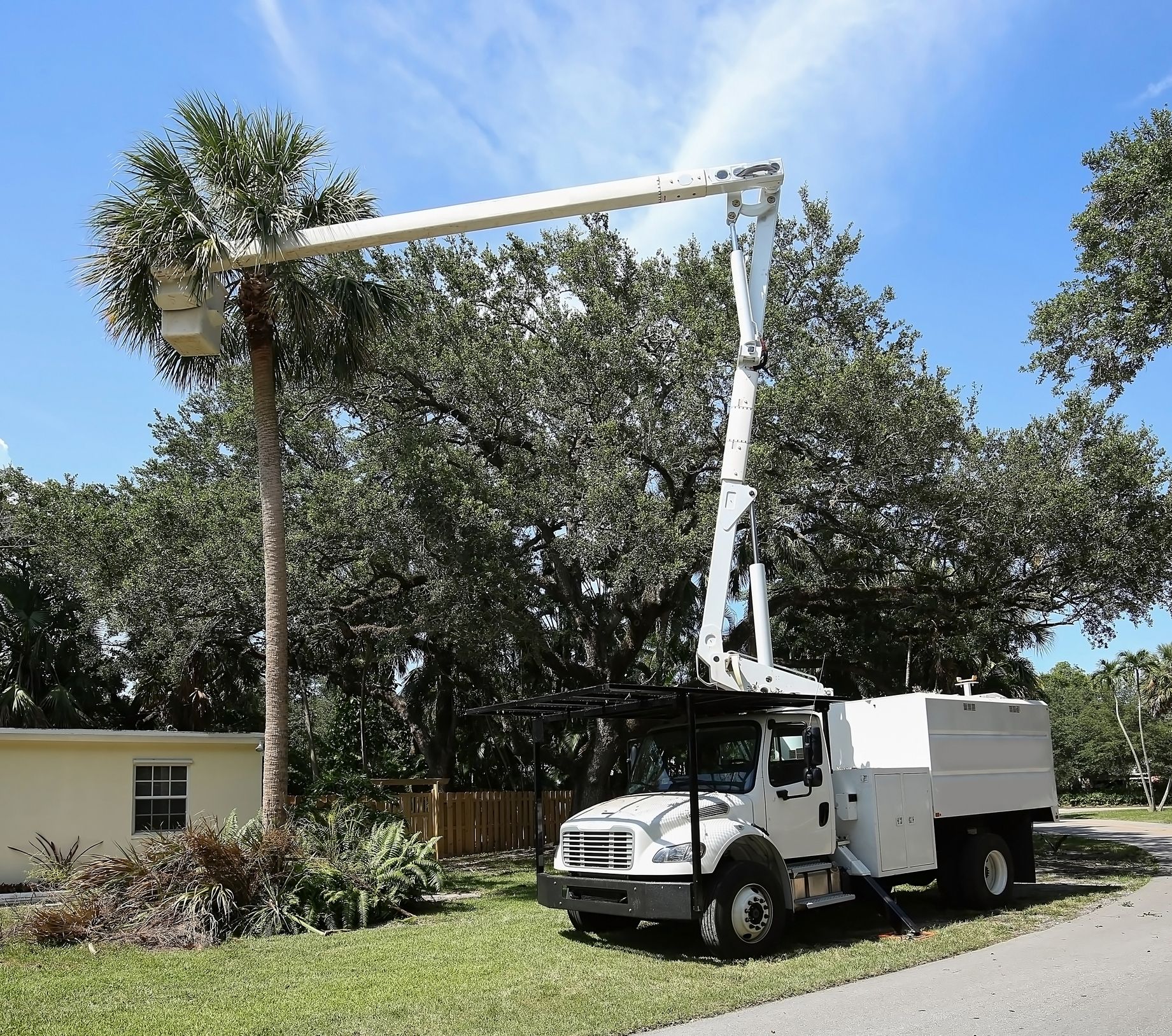 Tree Trimming & Tree Removal | Seminole, FL | Tree Rangers Tree Service