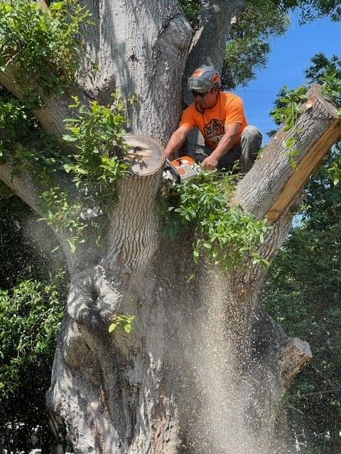 Tree Trimming & Tree Removal | Seminole, FL | Tree Rangers Tree Service