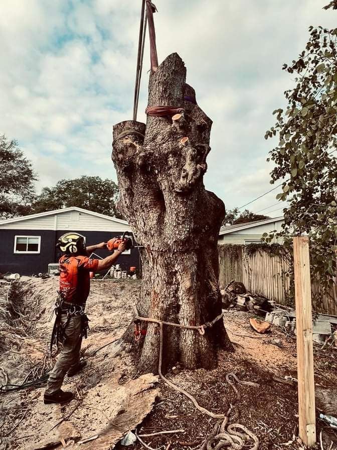 Tree Trimming & Tree Removal | Seminole, FL | Tree Rangers Tree Service