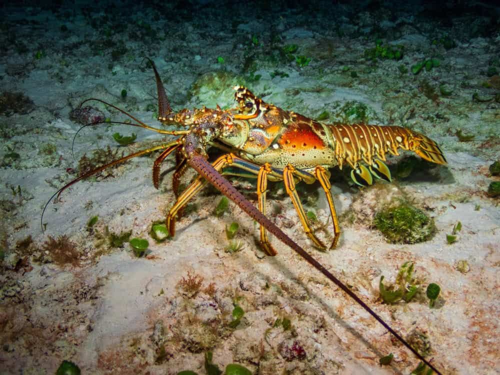 Florida Lobster Season 2025: What You Need to Know Before You Dive