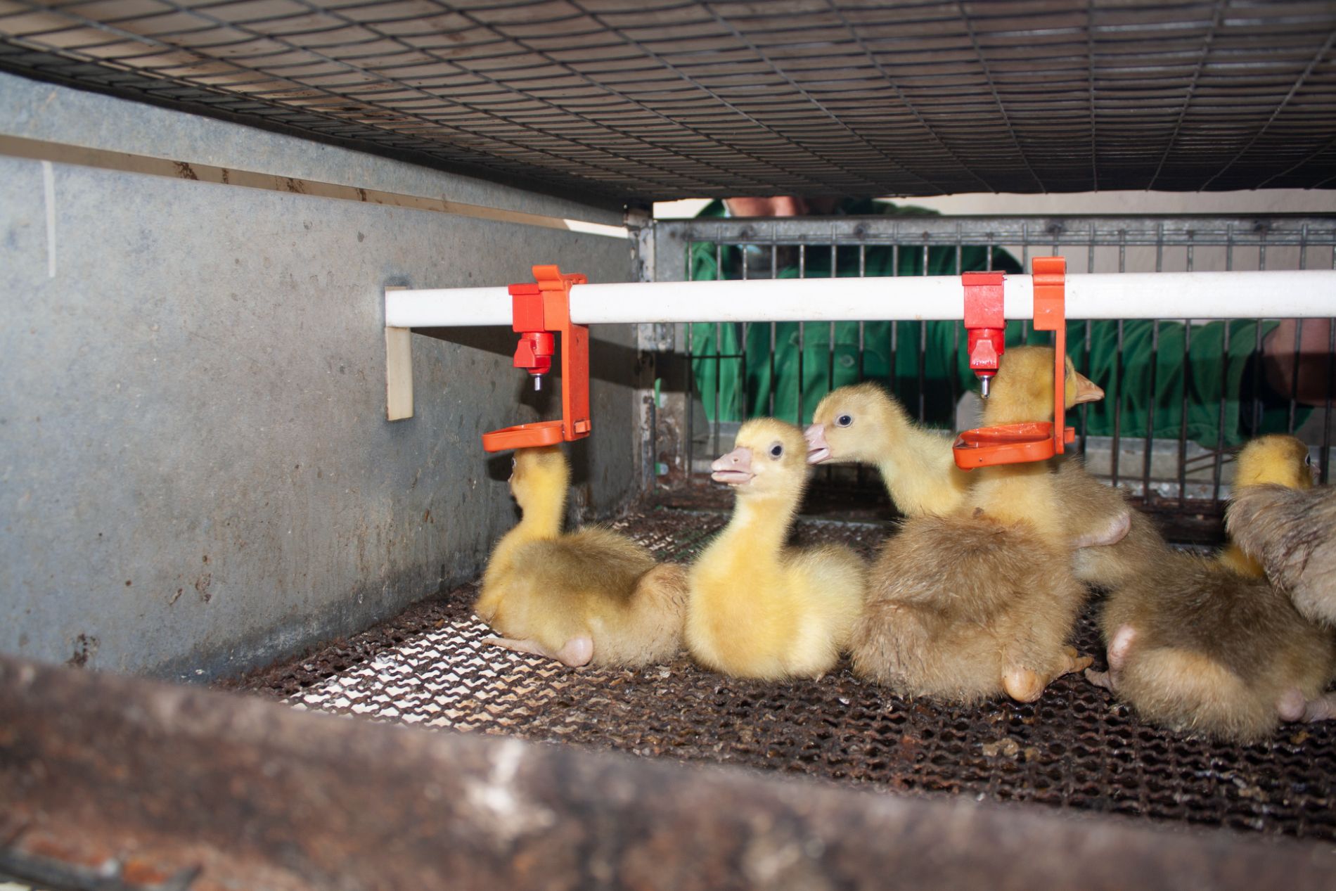 Pulcini | Aci Sant'Antonio, CT | Azienda La Perla dell'Etna