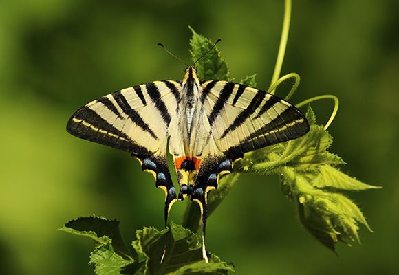 Insecto Environmentally Responsible Pest Control