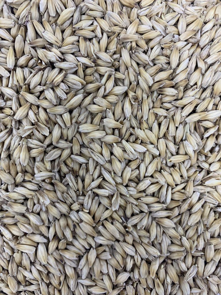 We Craft Malt Using the Finest Texas Grown Grains