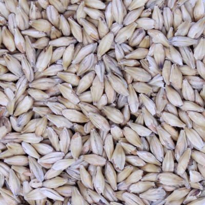 We Craft Malt Using the Finest Texas Grown Grains