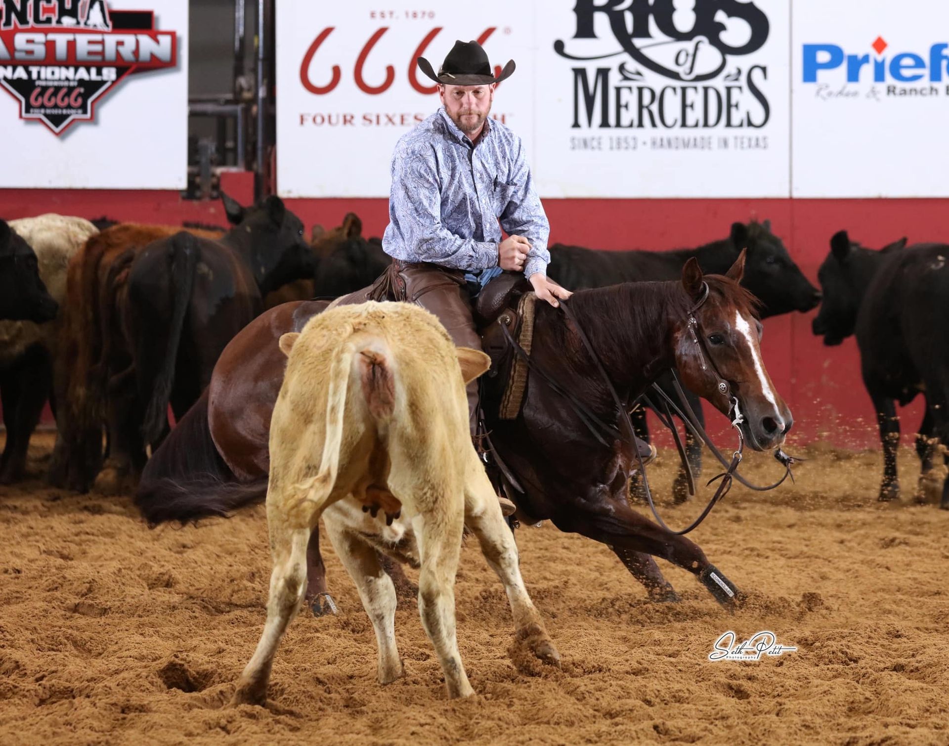 Diamond C Farm Show Horses