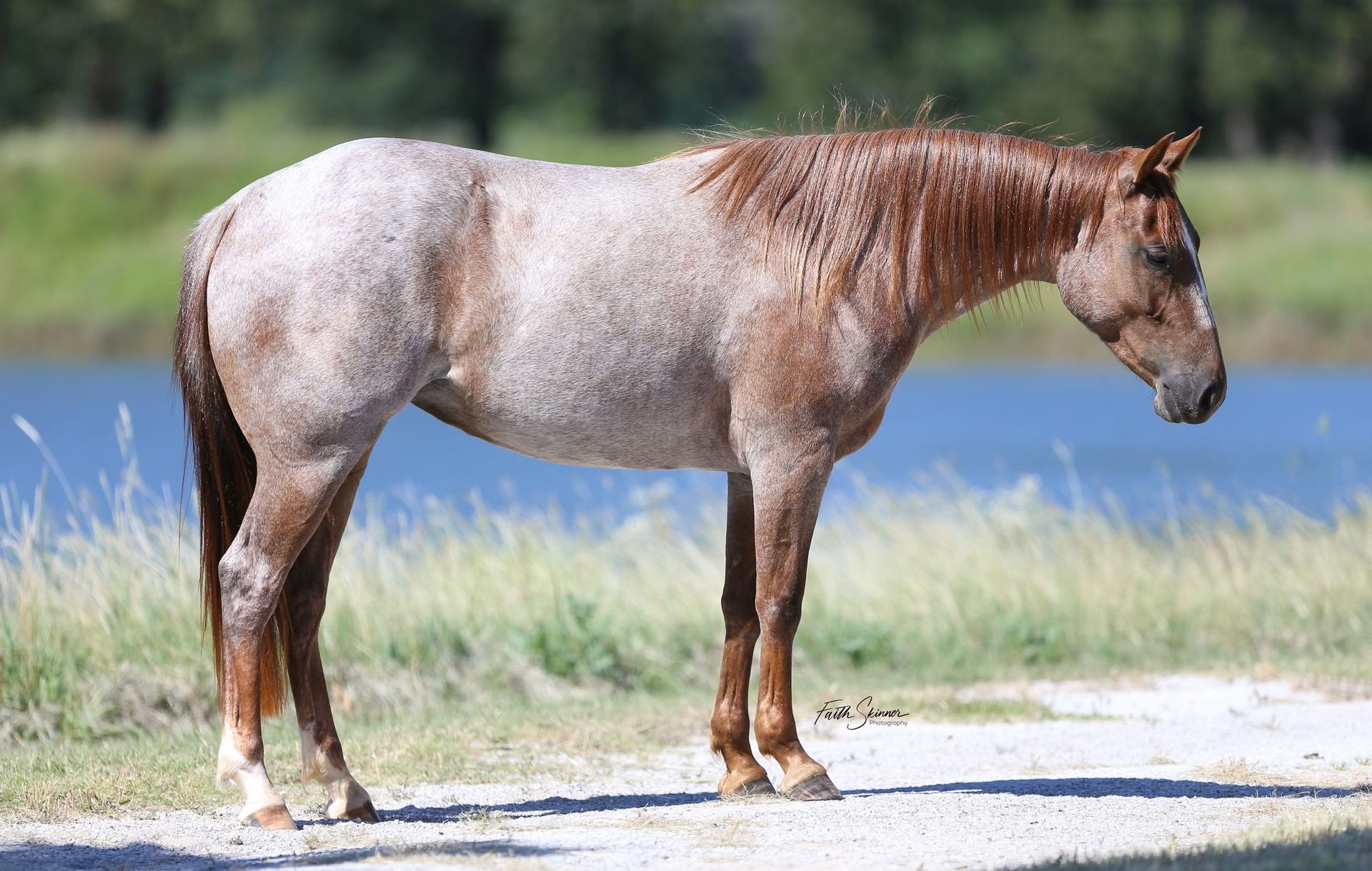 Diamond C Farm Sales Pretty Lil Pepto Rey