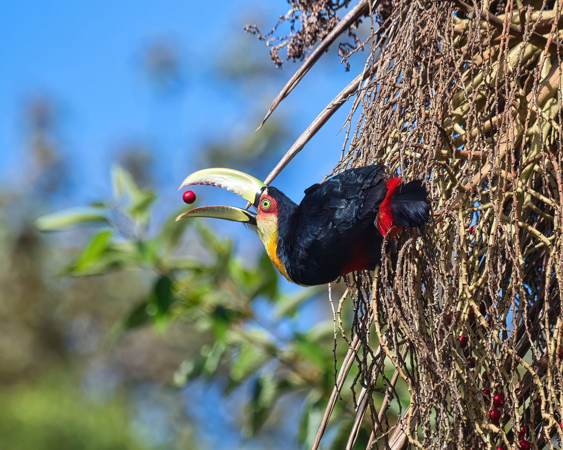 Birdwatching em Joinville | Observação de Aves na Mata Atlântica