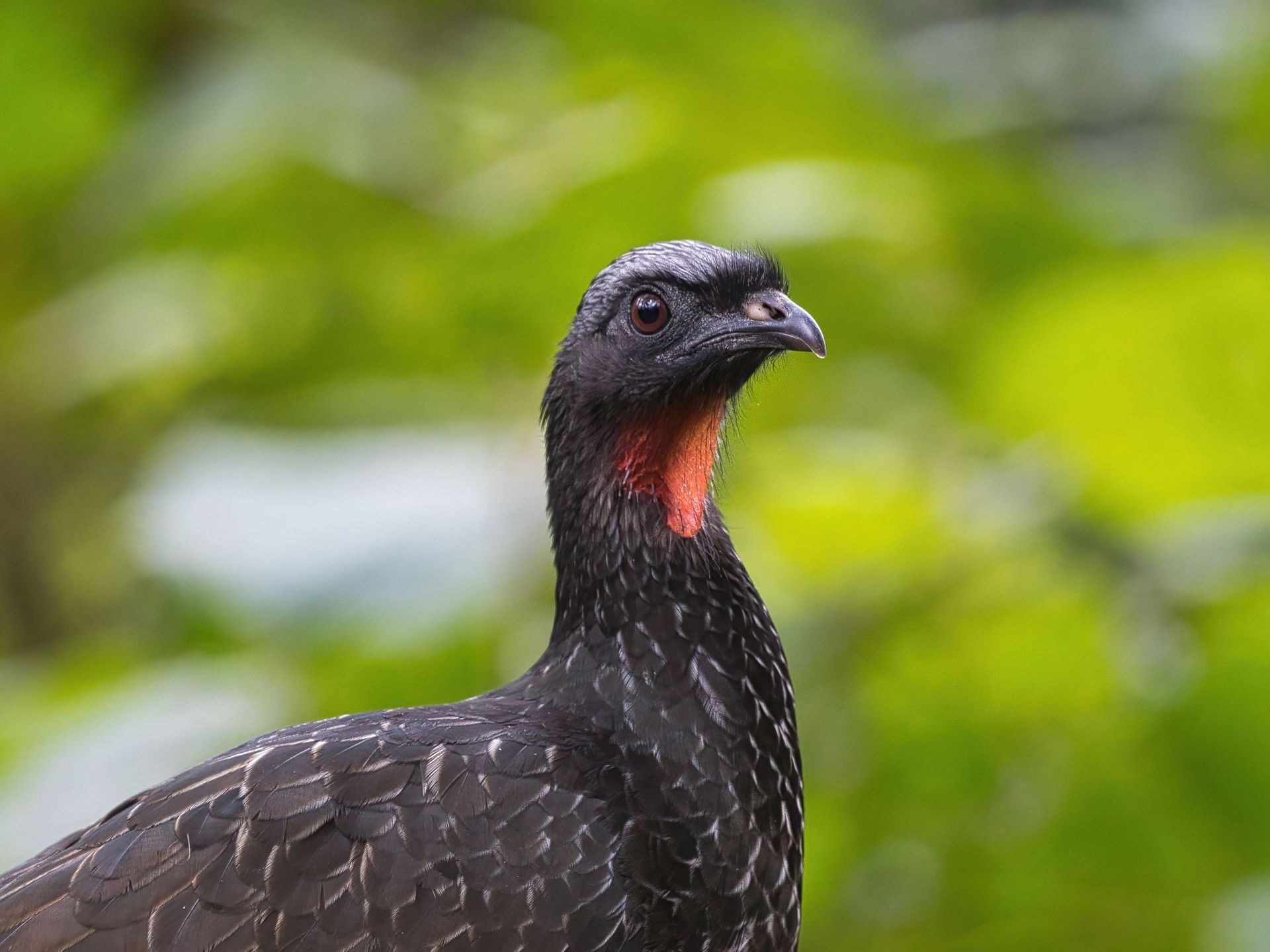 Birdwatching em Joinville | Observação de Aves na Mata Atlântica