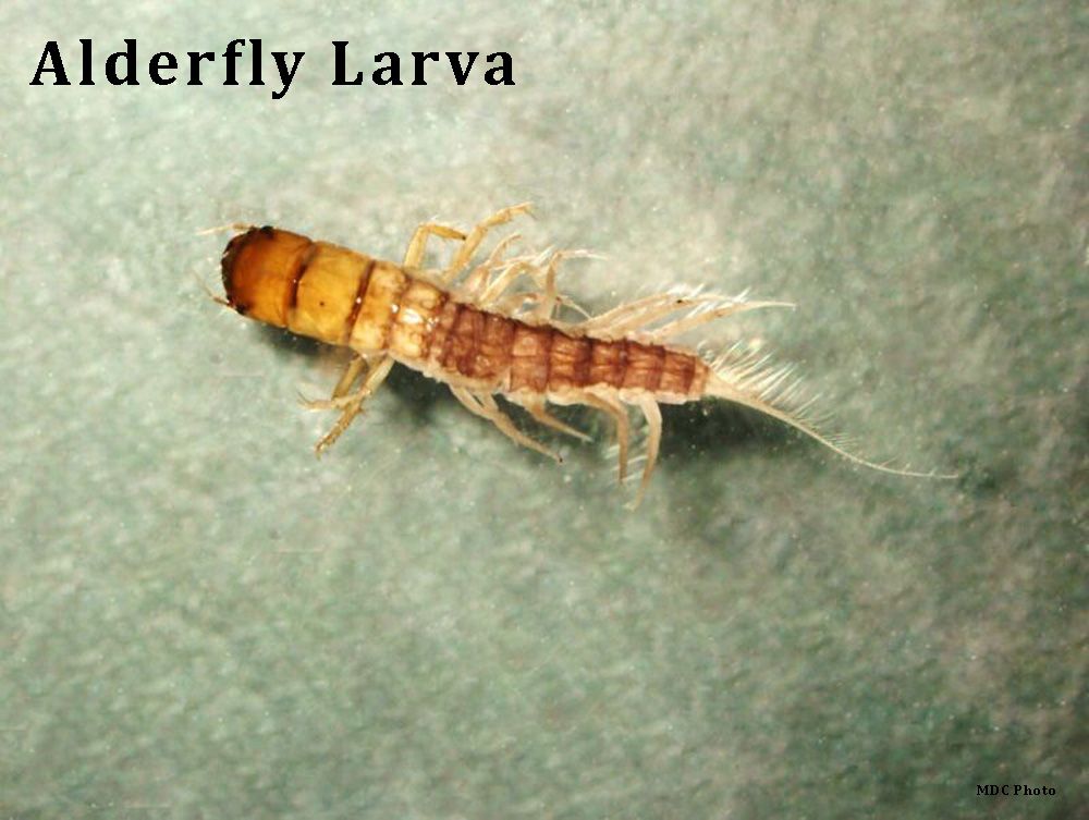 River and Stream Macroinvertebrates | Missouri Stream Team