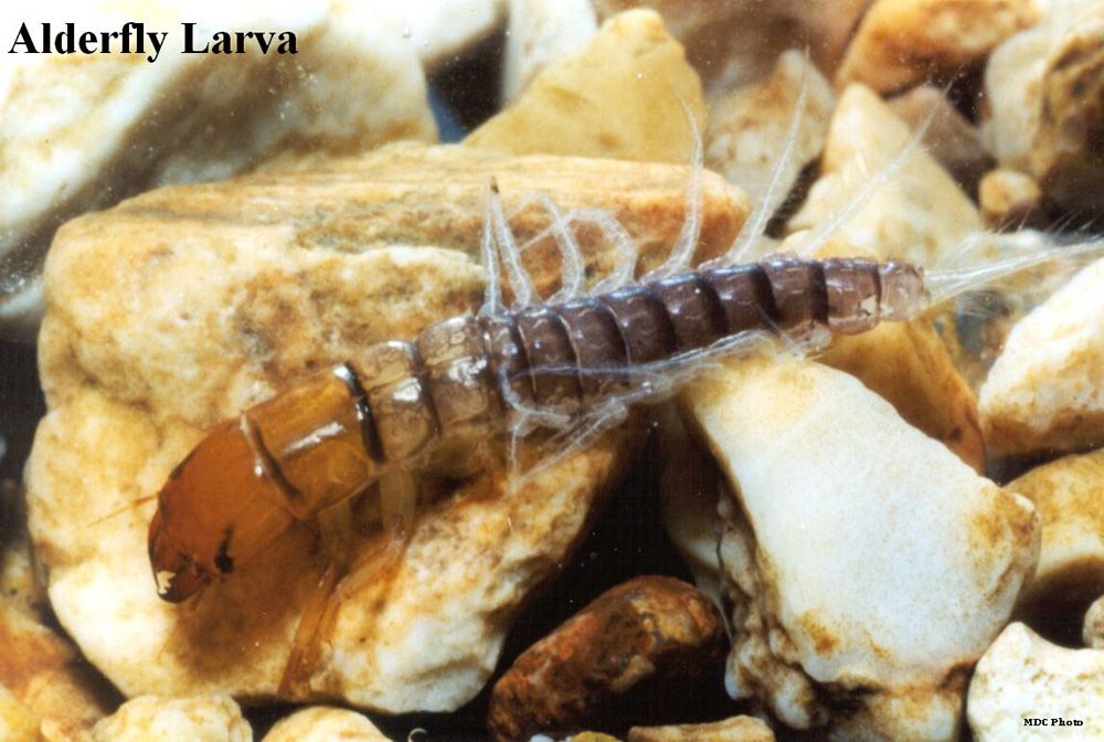 River and Stream Macroinvertebrates | Missouri Stream Team